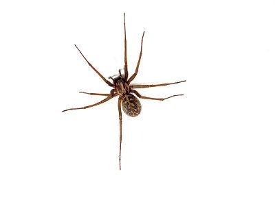 5 Things to Know About the Portland Hobo Spider | The Killers Pest Control