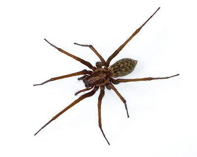 5 Things to Know About the Portland Hobo Spider | The Killers Pest Control