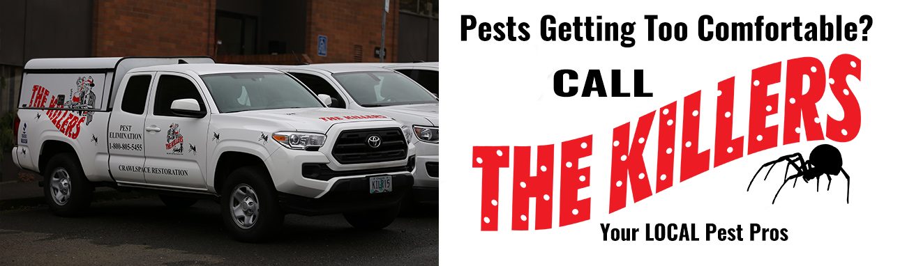 Why Should People Hire A Pest Control Company? | The Killers Pest Control