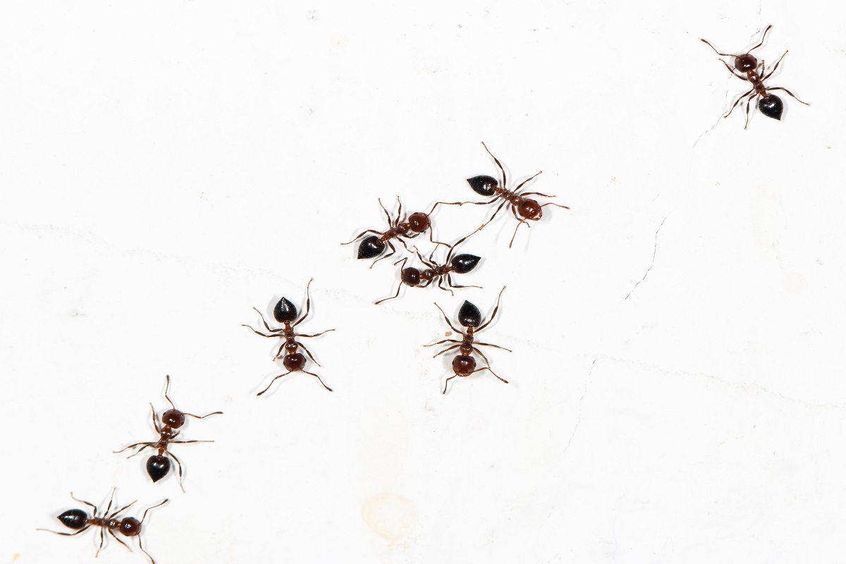 Ant Removal Salmon Creek | The Killers Pest Control