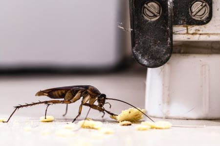 Pest Control Banks | The Killers Pest Control