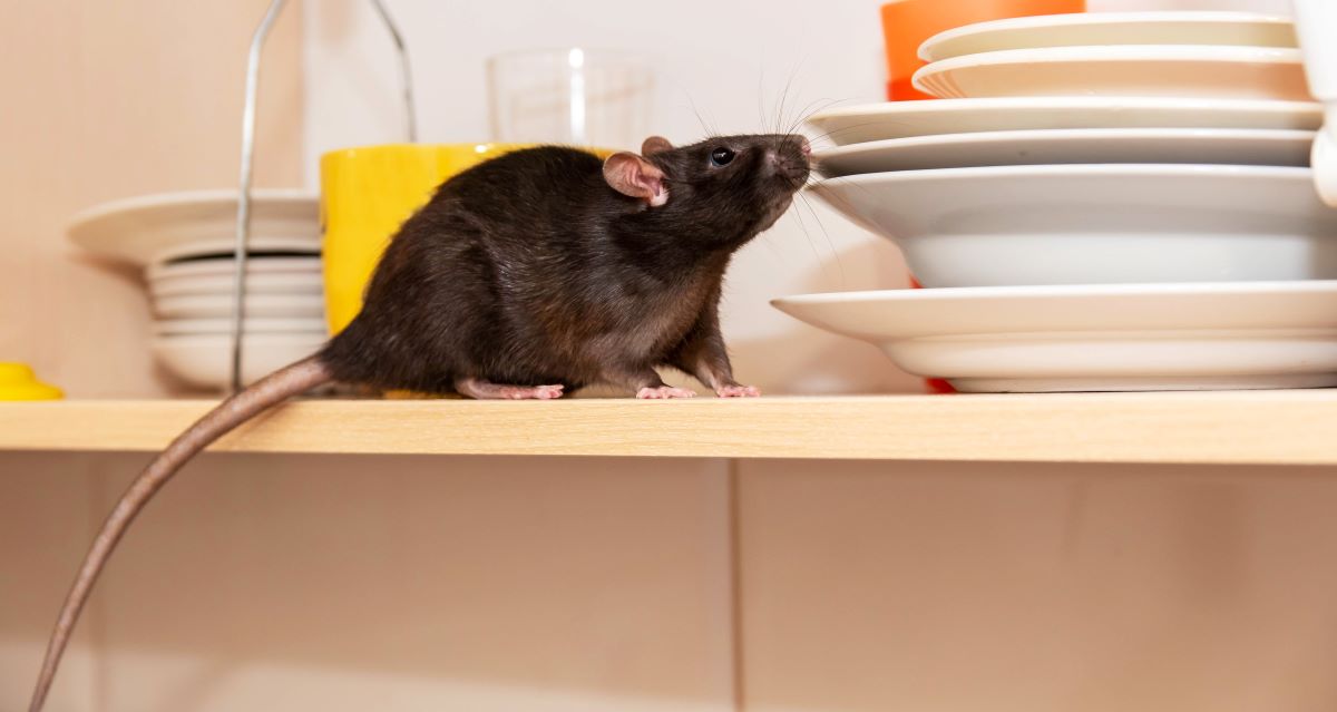Rodent Removal Florence OR | The Killers Pest Control