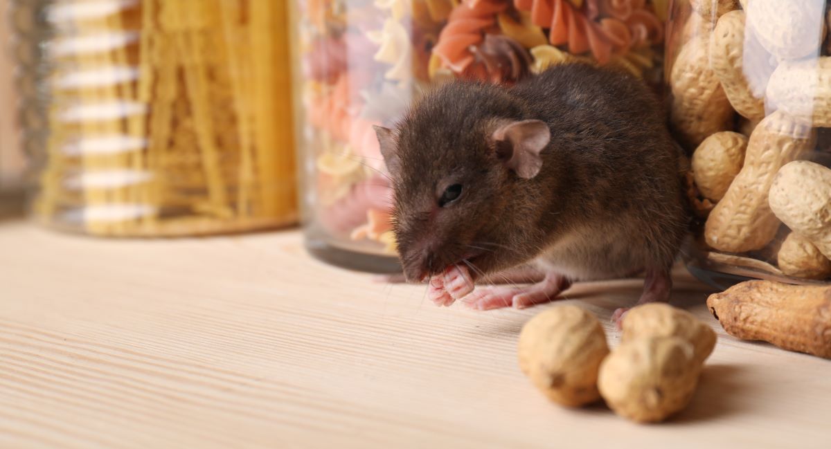 Rodent Removal St Helens OR | The Killers Pest Control