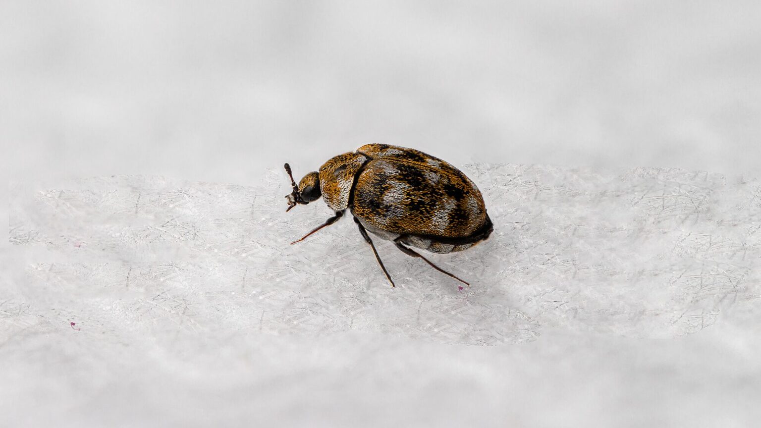 Understanding Carpet Beetles: Life Cycle and Behavior | The Killers ...