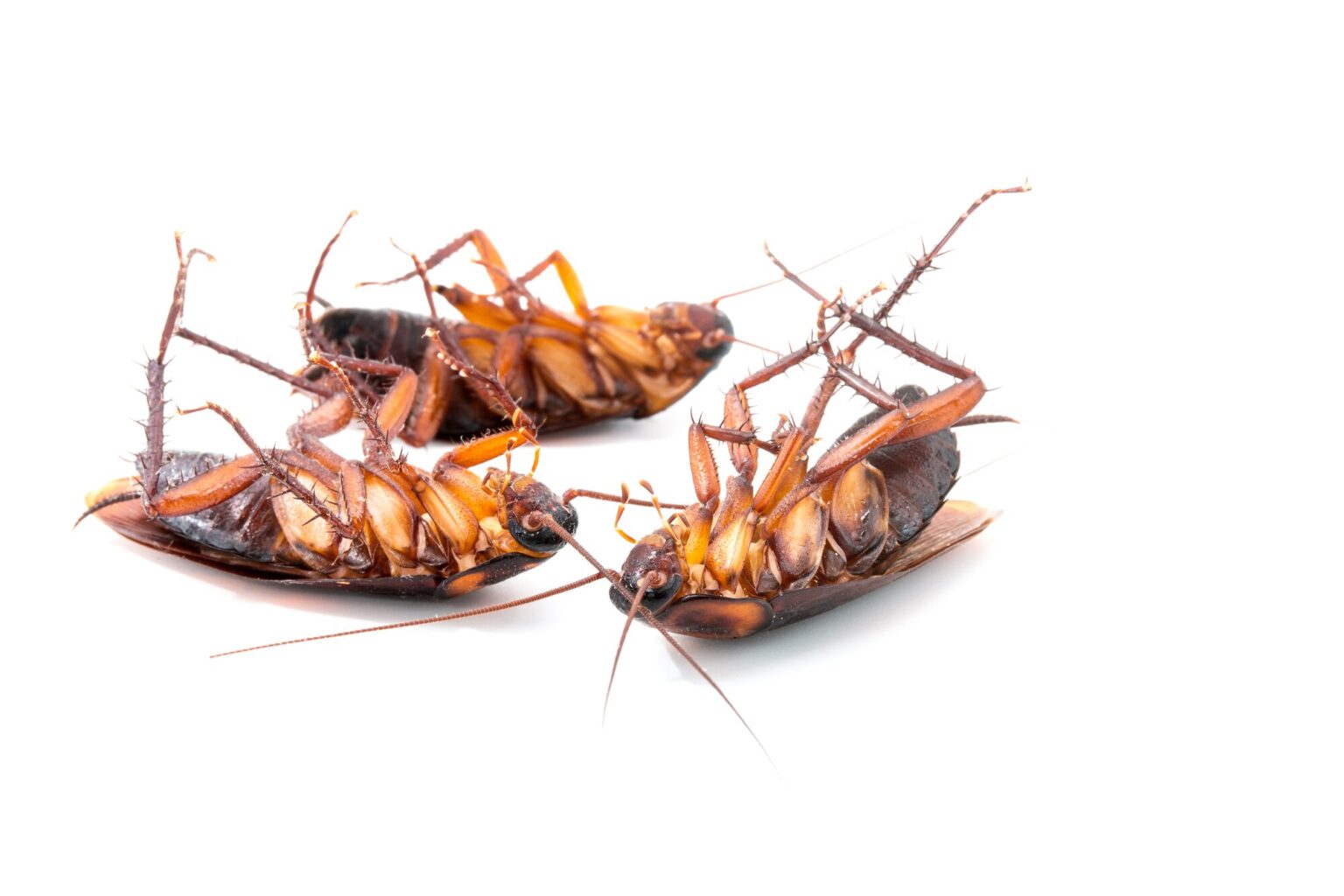 How Pest Infestations Contribute to Mental Health Issues? | The Killers ...