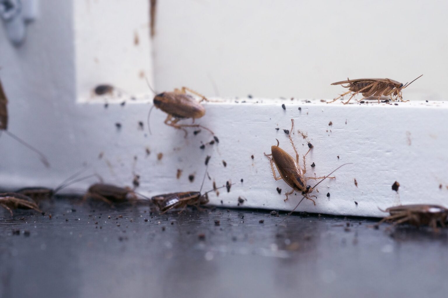 What Health Risks Arise From Unmanaged Infestations, and How Does ...